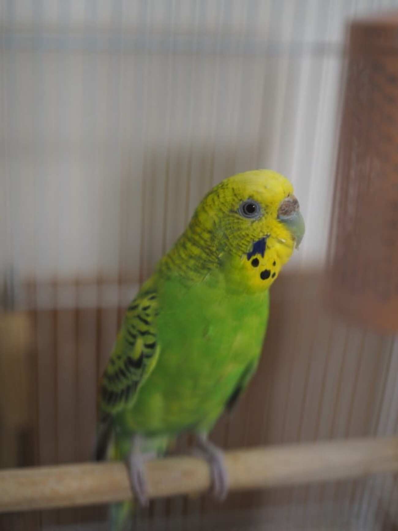 お - うさぎくん