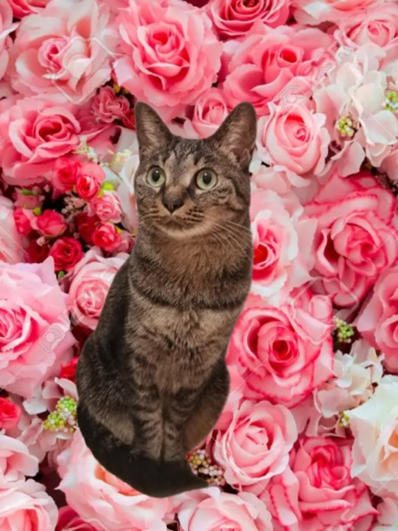 ω；`) - Cat and Movie Days