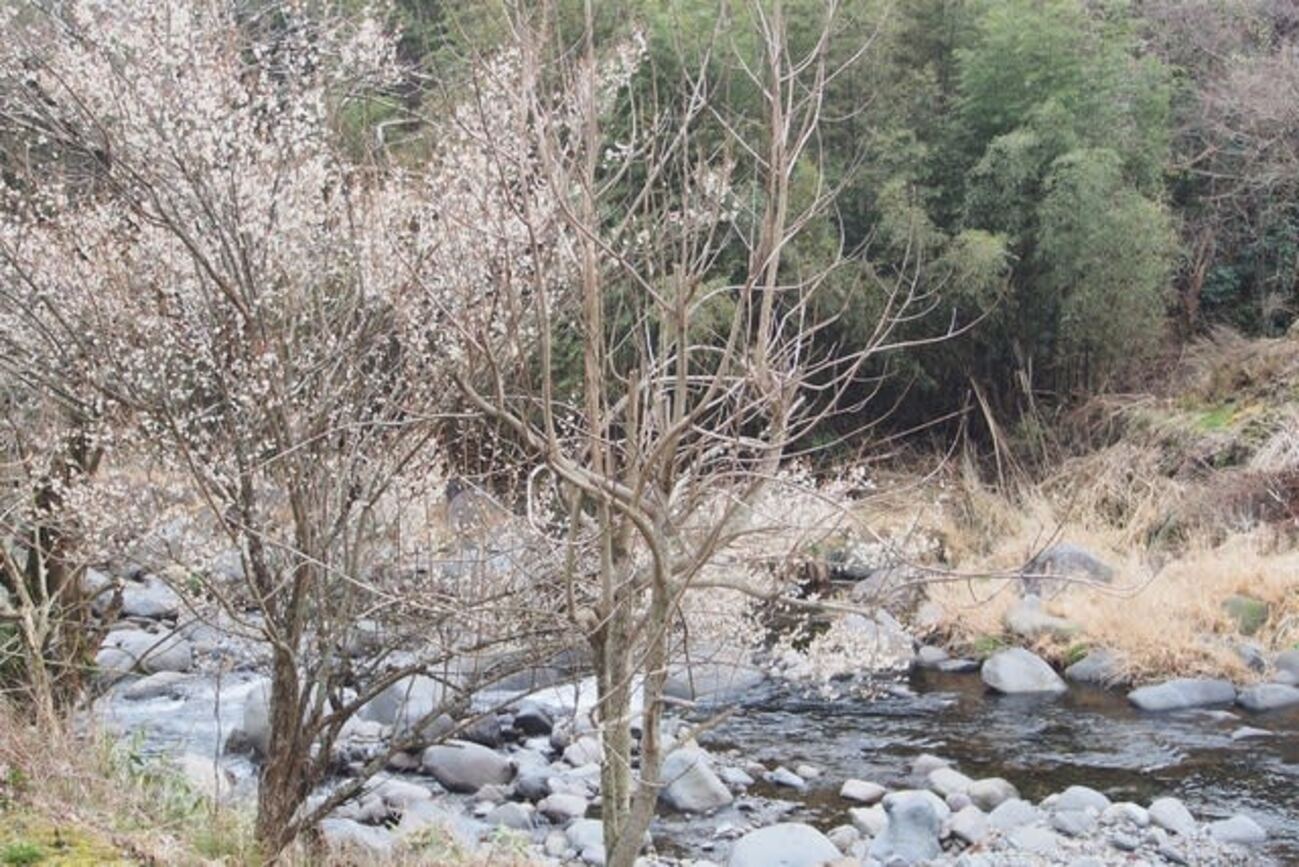 奥美濃で春の雨に濡れた日 Mar.22 - Forest Sync.
