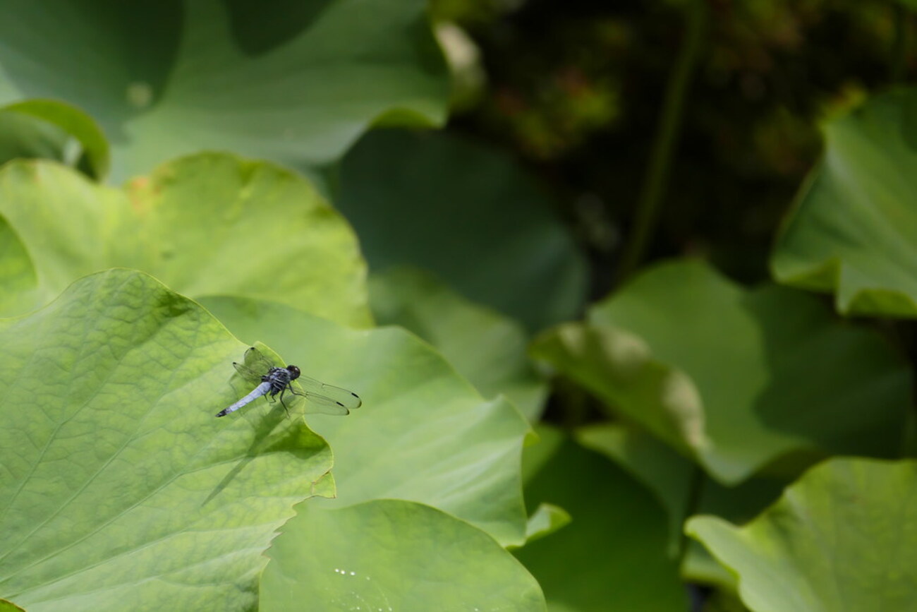 トンボ - 24hours plus one