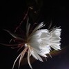 ちょっと少な目、今年の月下美人　～オレンジ家の裏庭だより